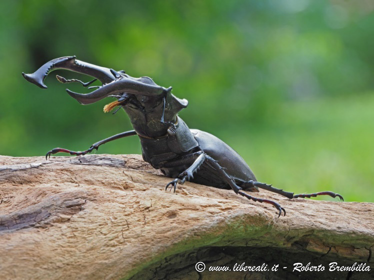 libereali: Cervo volante fa rima con gigante