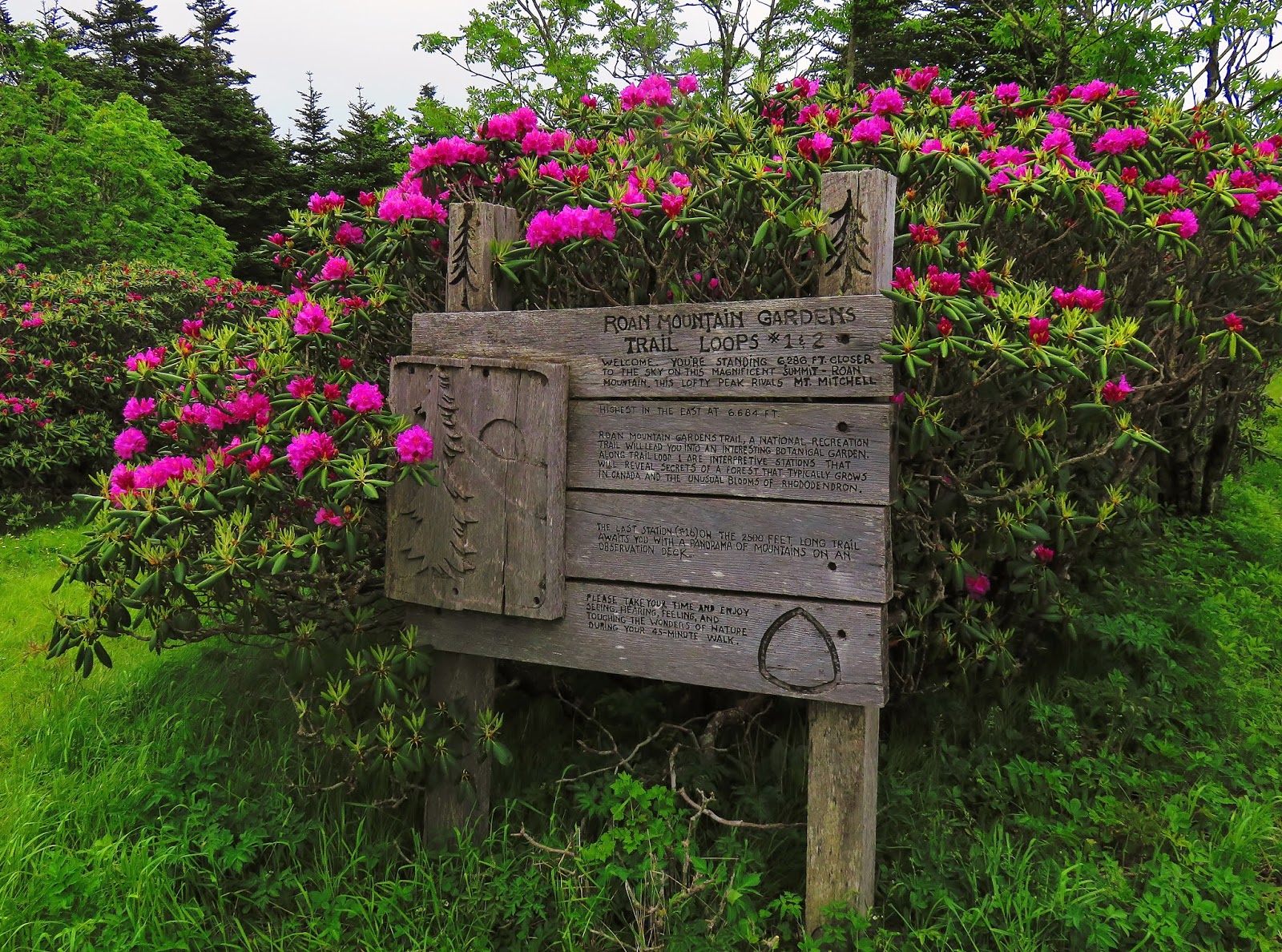 Tales From The Wood Booger: Wood Booger Top 5: Best Hikes of HikeSummer '16