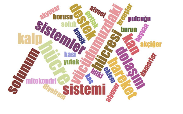 Vücudumuzdaki Sistemler 6. Sınıf: Kelime Bulutu