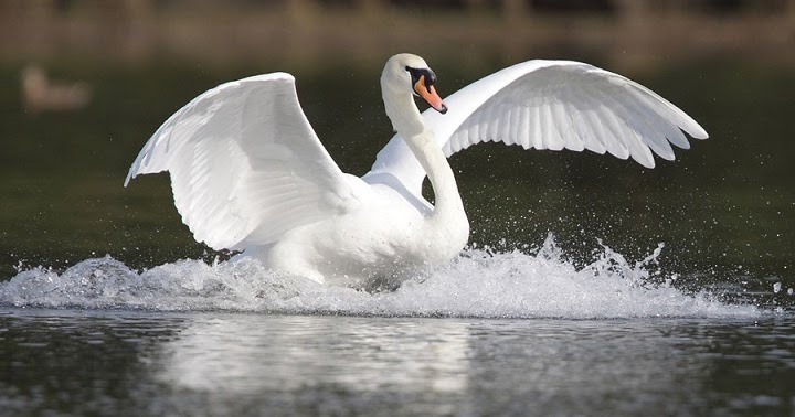 Bagaimana Pertumbuhan Anak-anak Angsa? | Belajar Sampai Mati
