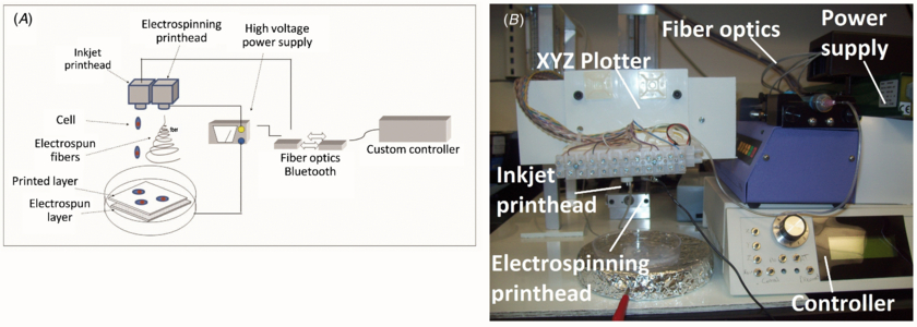 Hybrid printing of mechanically and biologically improved constructs ...