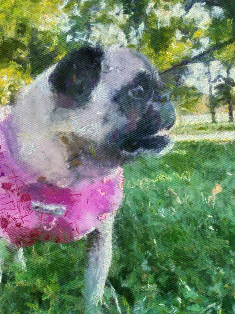 Pug-a-Boo!