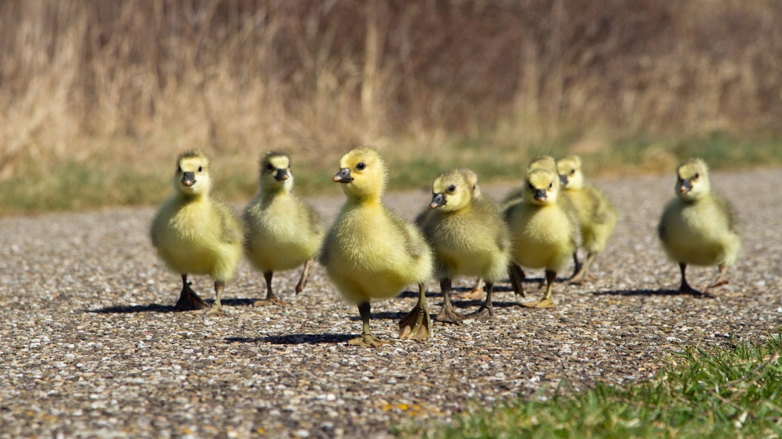 NUNCAJAMAS COCKER: ¿QUE ES LA IMPRONTA?