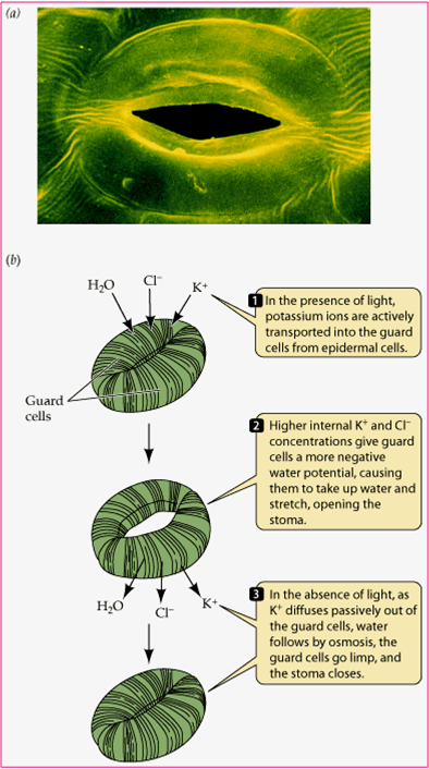 Biología: Los Estomas