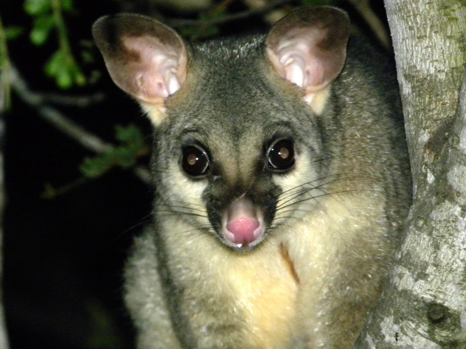 ShukerNature: DOG-FACED OGRES AND TREE-CLIMBING MAN-BEASTS.