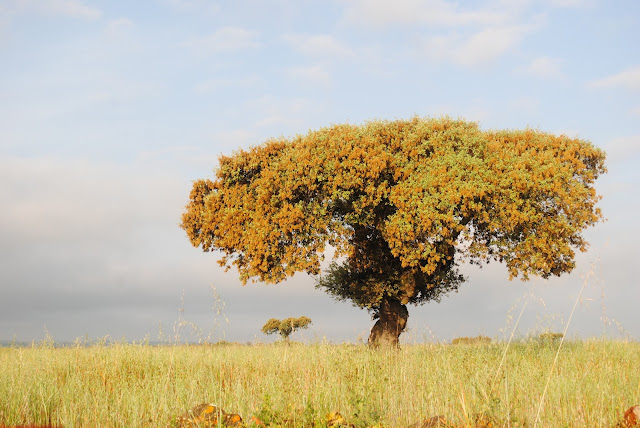 Cebolas do Campinho: Montado de azinho (Quercus rotundifolia)