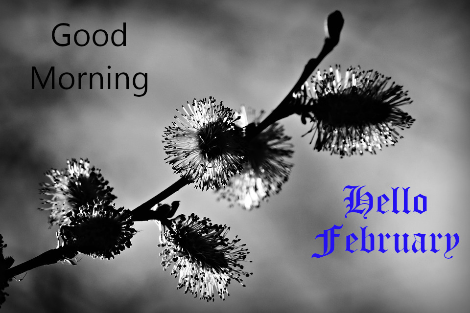 Top 10 Good Morning Hello February Images greating Pictures,Photos for ...