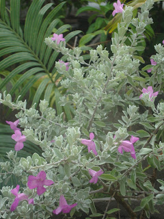 Verde Original: Chuva de Prata e Resedá