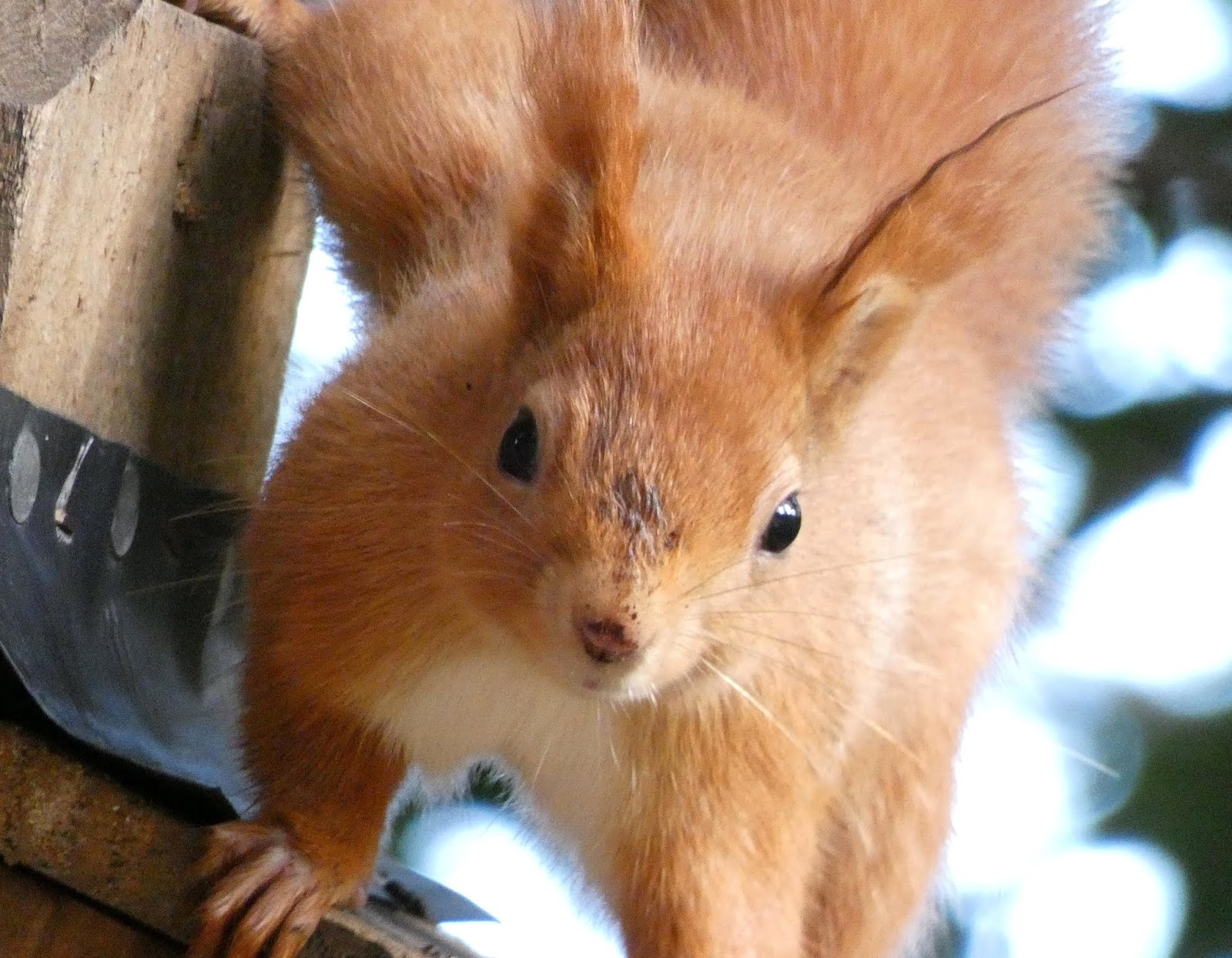 Red Squirrels and Nature: Youtube