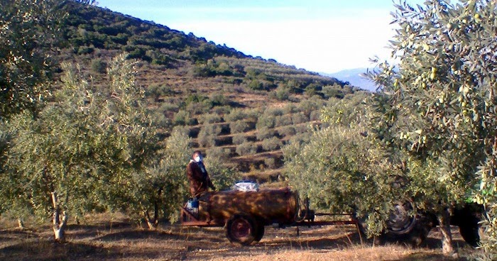 argolida-net: ΔΕΙΤΕ ΠΩΣ ΚΑΤΑΠΟΛΕΜΟΥΝ ΤΟ ΔΑΚΟ ΣΤΗΝ ΑΡΓΟΛΙΔΑ