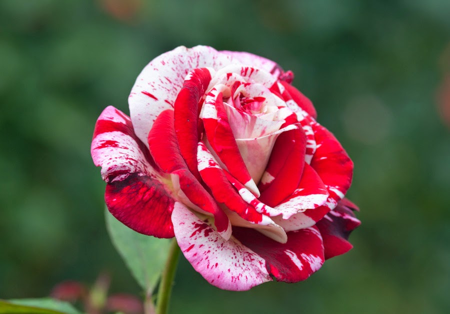 Jual Benih Bibit Bunga Mawar Batik Marron - Budidaya Tanaman