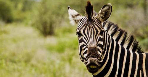 Zoogeography: Definition, History, and Facts ~ Transforming the World