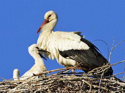 ...che mondo buCANEve...!: Animali e pensiero magico - La cicogna, la gru