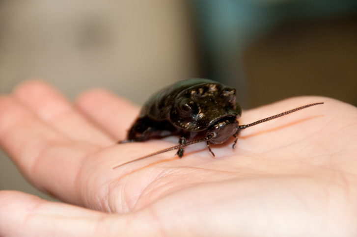Pacific Science Center Life Sciences: Cockroach Spit
