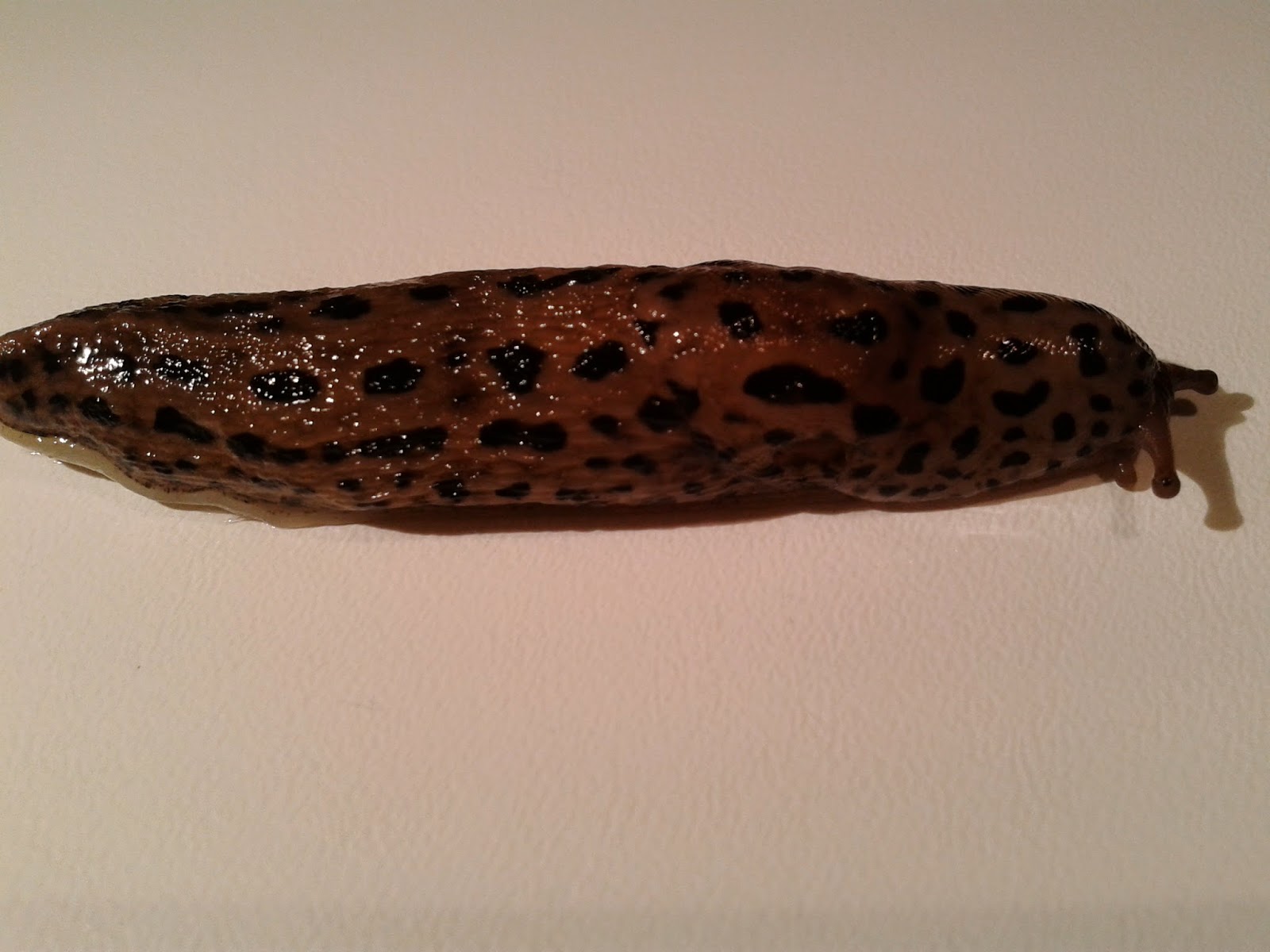 Moje Mollusca: Pomrów wielki Limax maximus Linnaeus, 1758