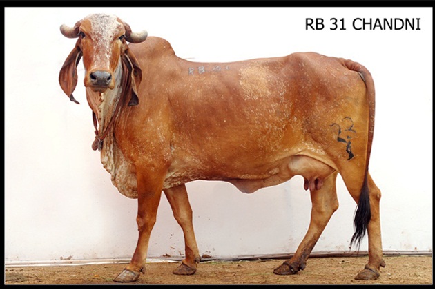 Sapi Perah: JENIS-JENIS SAPI PERAH