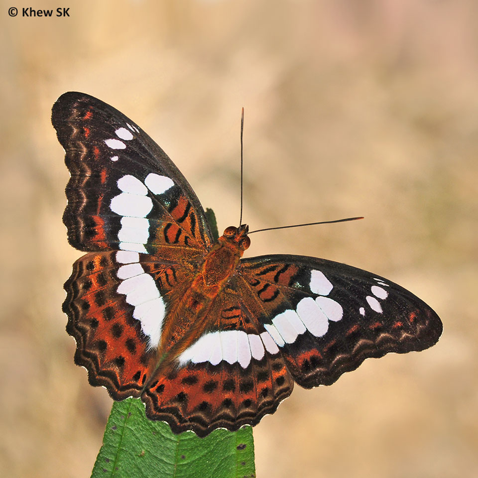 Butterflies of Singapore: Butterfly Photography 101 - Part 6