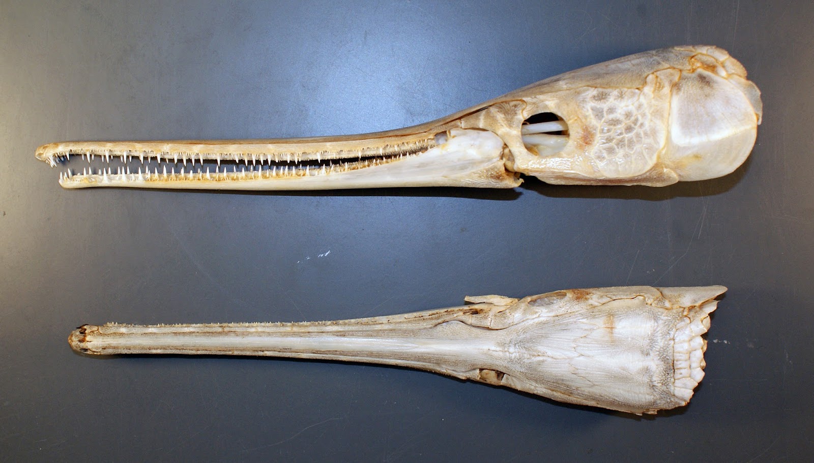 Virginia Tech Ichthyology Class : Such a long nose and such big teeth ...