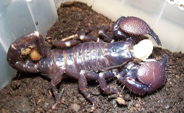 What is Scorpions?How many types of Scorpions? - Magical World