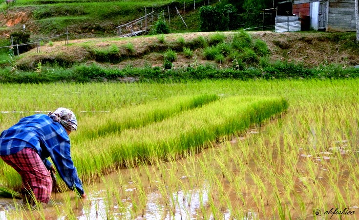 oh{FISH}iee: Trip to Bario, Sarawak: Pineapple Hill, Rice Mill, Paddy Field