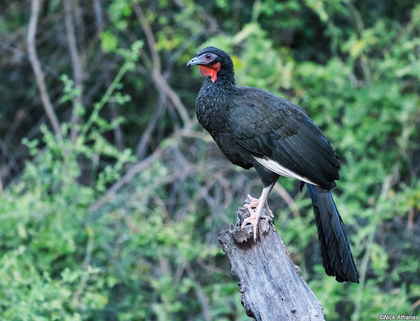 La fauna de Perú (y III). El Dominio marítimo-costero.