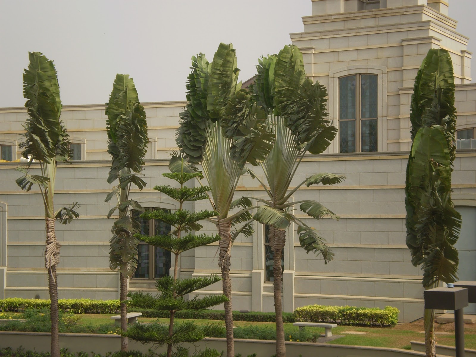 Ghana With The Wind: The Flora and Fauna of the Accra, West Africa Region