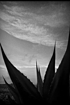 Magueyes - Rubén Gámez ~ Naranjas de Hiroshima