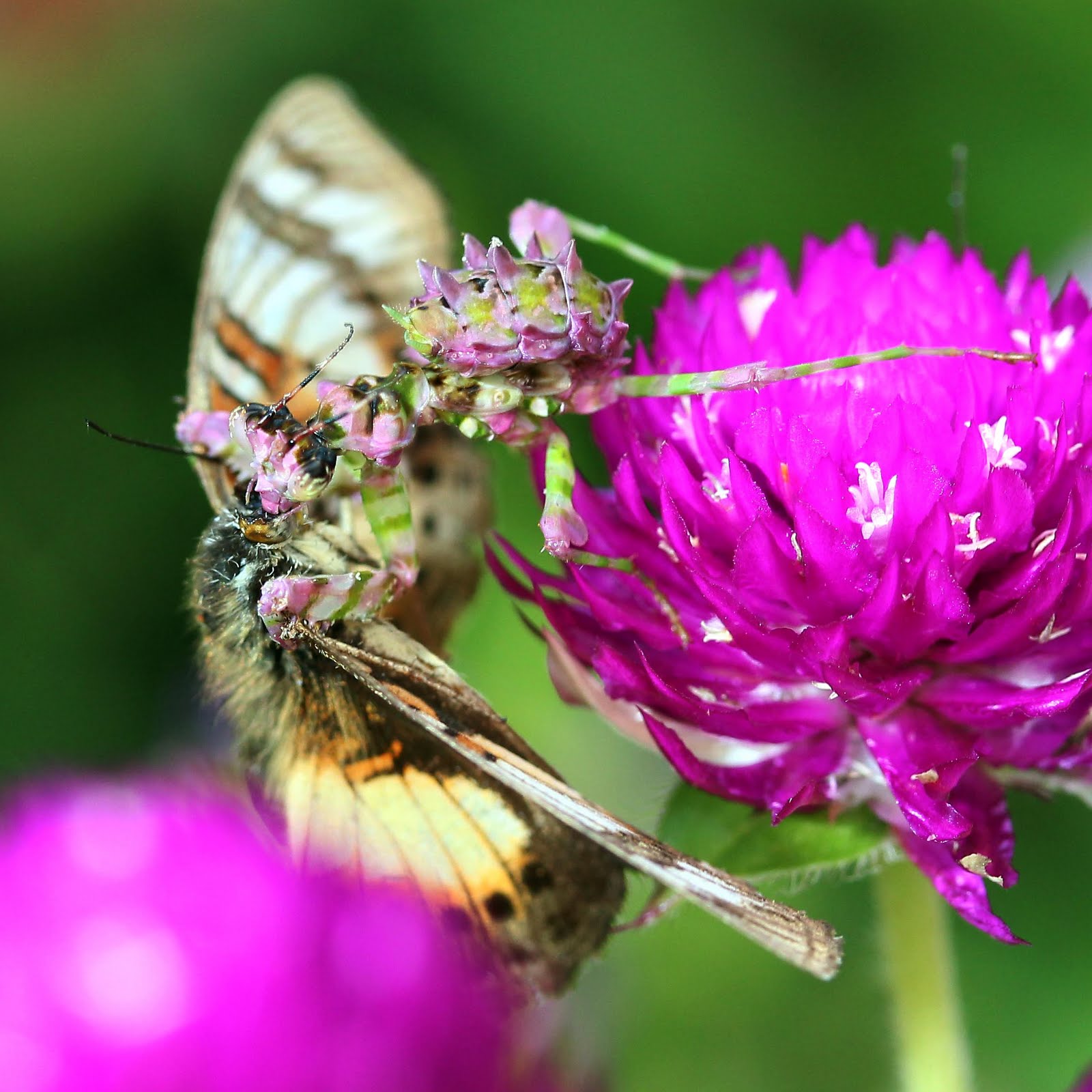 Uganda Wildlife Ecology and Travel: Spiny Flower Mantis Nymphs Part 2