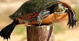 Copperas Cove Curmudgeon Speaks: Post Turtles, Part Deux