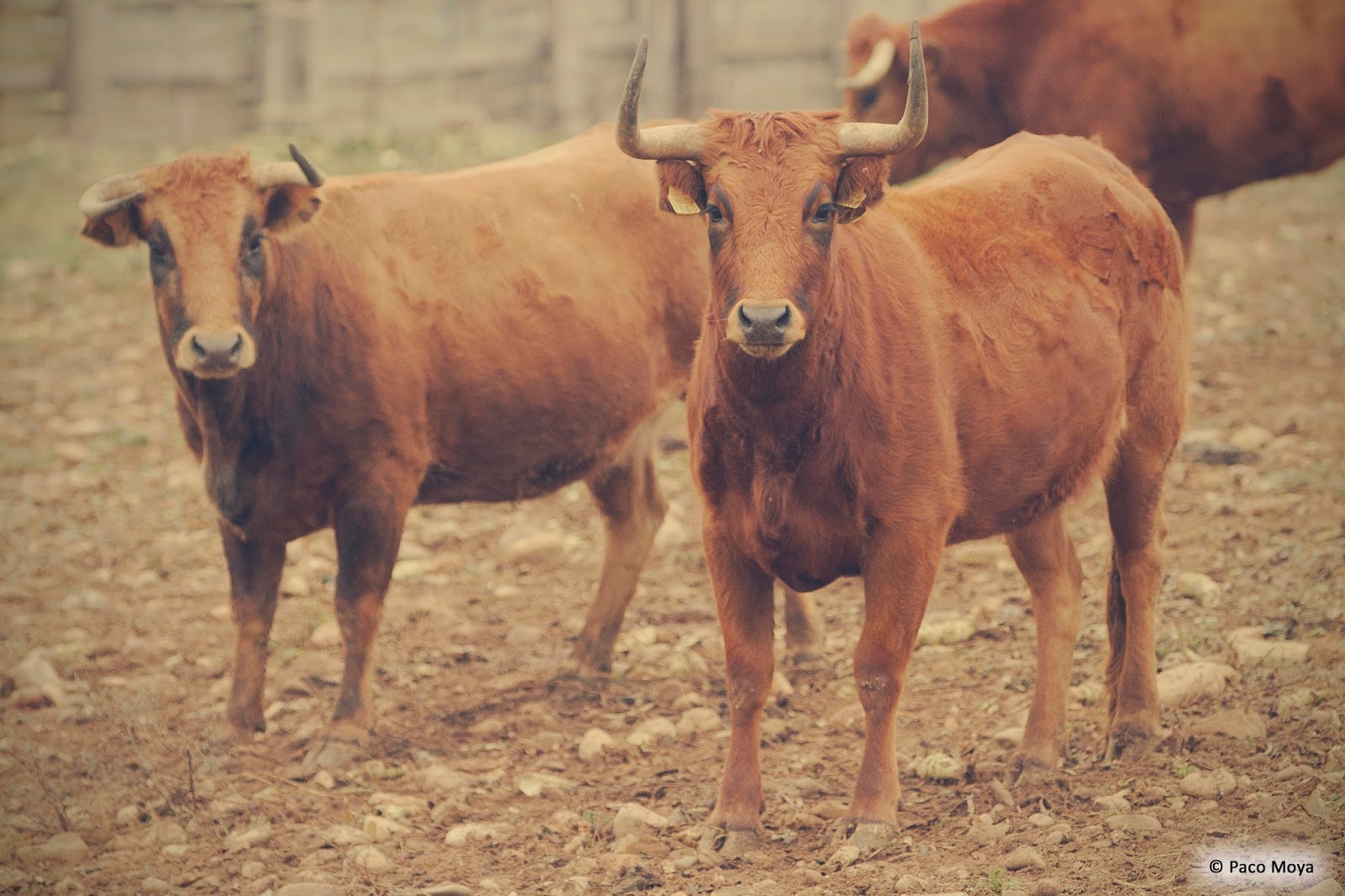 LAS VACAS DE LA CASTA NAVARRA