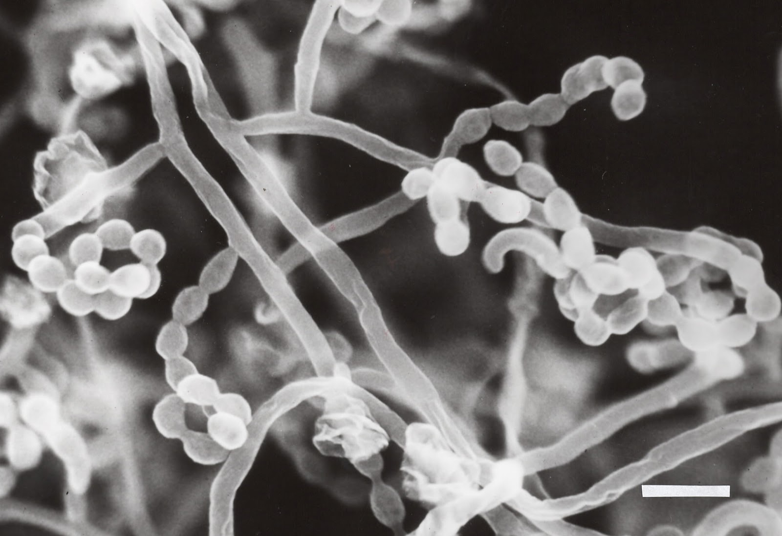 Sobre esto y aquello: Olor a lluvia, olor a vida: la coevolución de ...