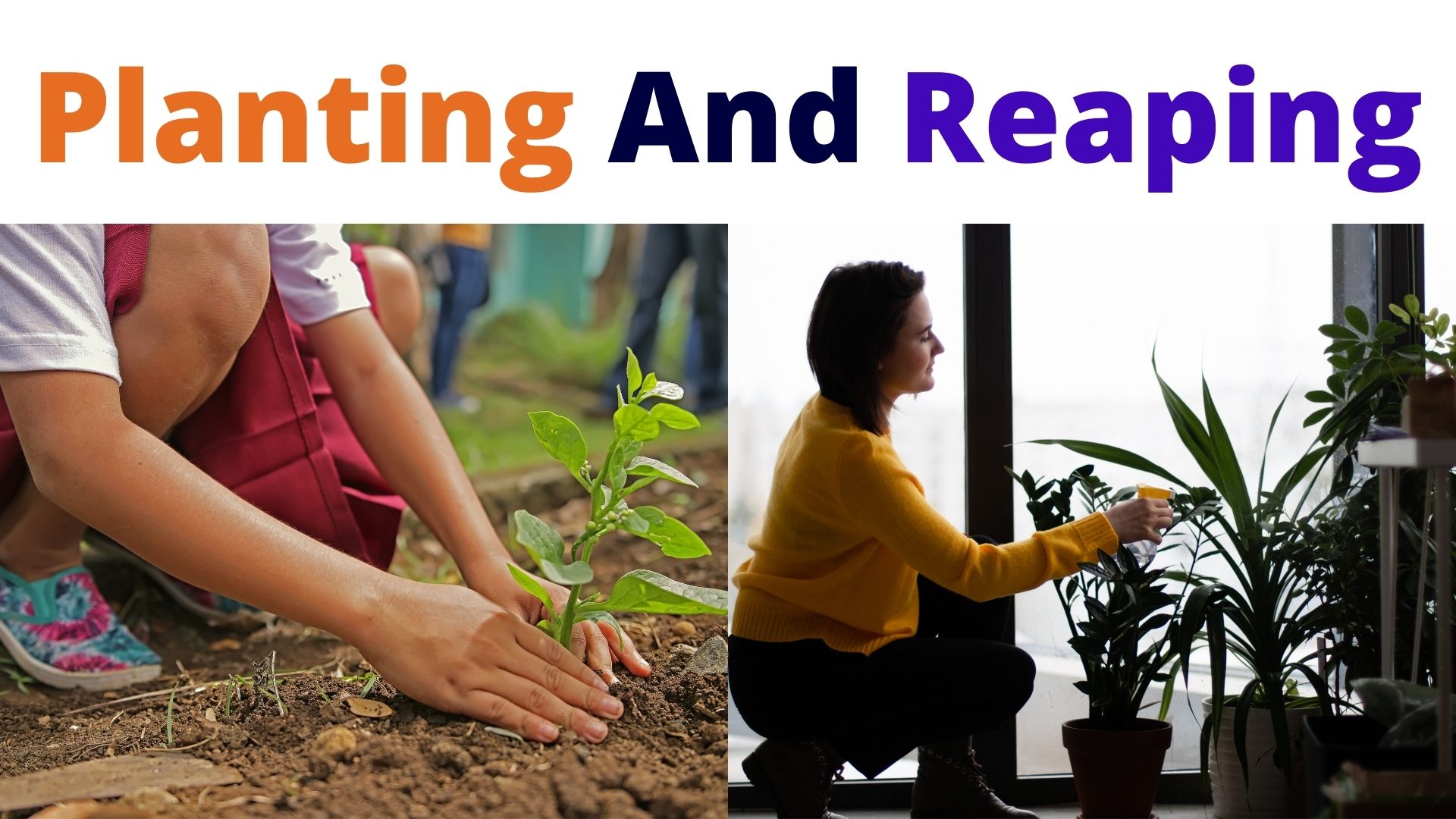 What is the difference between sowing and reaping? - h6v5