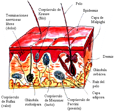Elementos de Anatomía y Fisiología Humana: El Cuerpo Humano 13 - Los ...