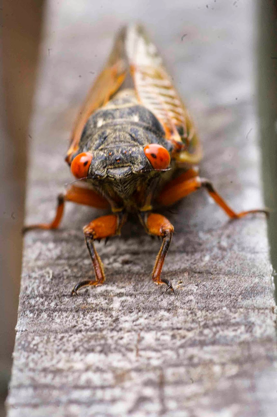 Friends of Shimek State Forest : Magicicada along the trails.......