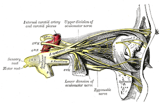 Ophthalmology Network: MARCUS GUN JAW-WINKING PHENOMENON : REVIEW ARTICLE