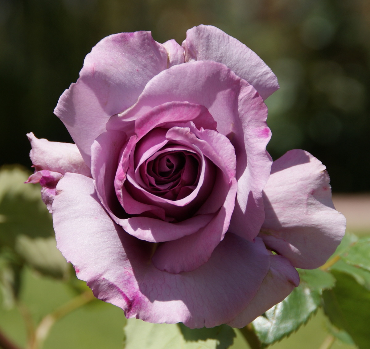 Organic Garden Dreams: Rose of the Month: 'Sweetness'