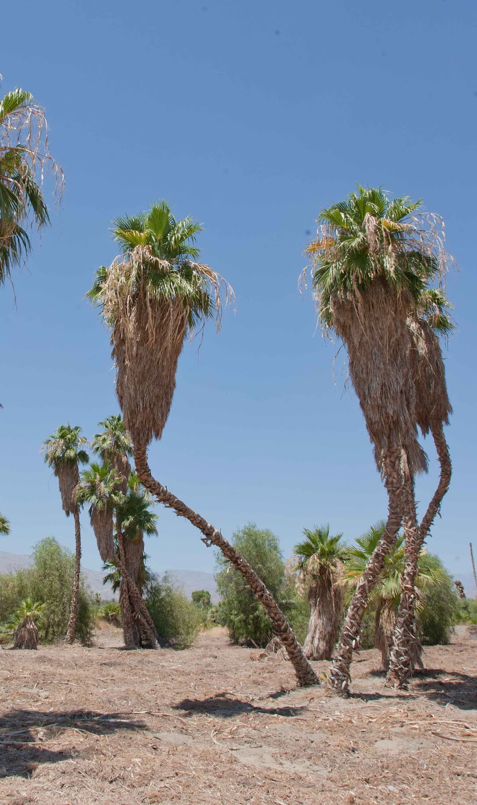 Dancing Washintonias