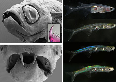 Species New to Science: [Ichthyology • 2009] Danionella dracula ...