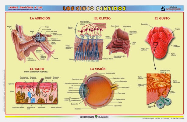 LOS SENTIDOS DEL SER HUMANO
