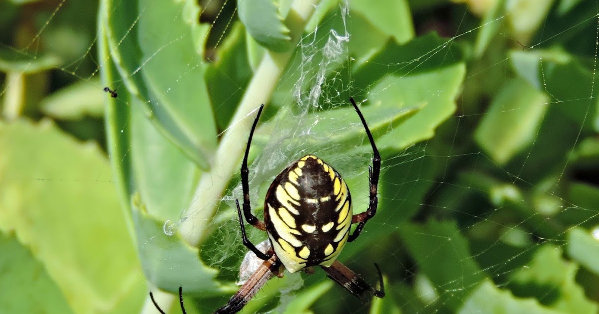 Cup on the Bus: Spiders and webs