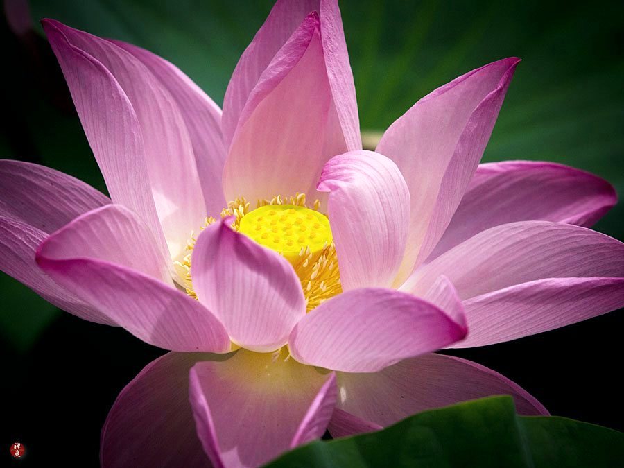 FROM THE GARDEN OF ZEN: August 2012