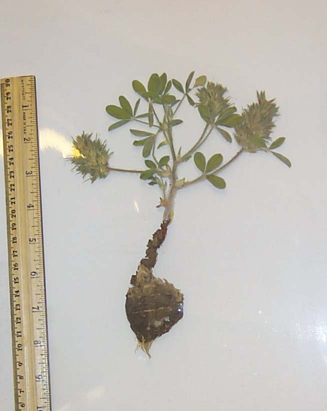 The History Scroll: What did Lewis and Clark mean by "white apples?"