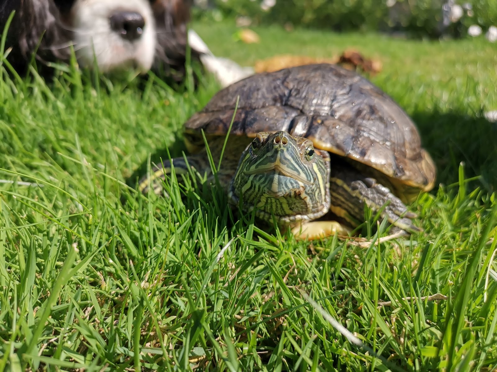 Heiksi blogi: "Nõmmekad! Kelle kilpkonn jalga lasi?"