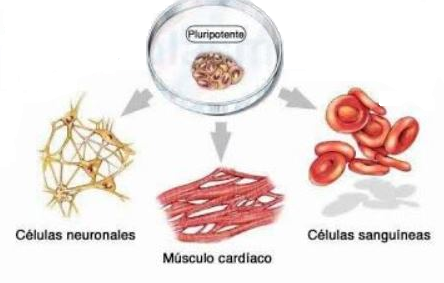 Células Madre: 2019