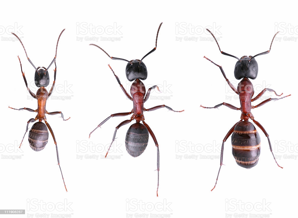 A Sociedade Das Formigas: COMO IDENTIFCAR UMA RAINHA?