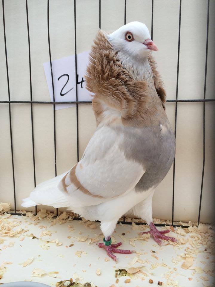 World of Pigeons and Doves: Old Dutch Capuchine ( Altholländischer ...