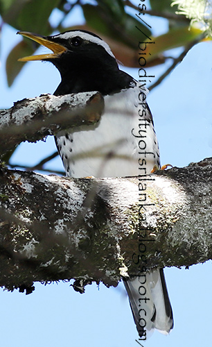 Biodiversity of Sri Lanka: Pied Thrush/Pied Ground Thrush/ගෝමර වල් ...