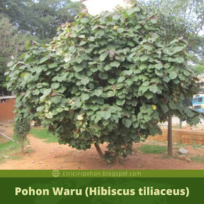Ciri Ciri Pohon Hibiscus Tiliaceus / Waru Laut Di Alam Liar ...