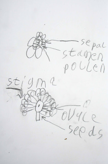Creating and Educating: Flower Study