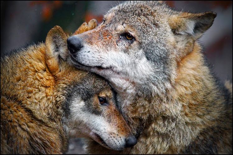 White Wolf : Wolves Are Getting Some Wet Lovin': 20 Photos Of Wolf Kisses